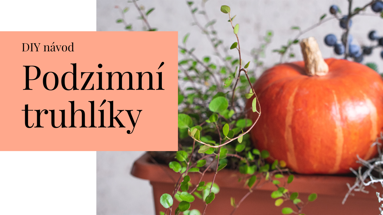 podzimní truhlíky | Stream