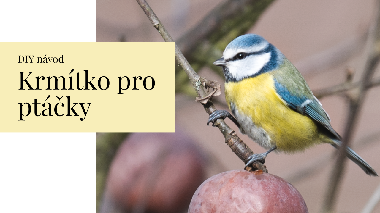 Jednoduché a levné krmítko pro ptáky | Stream